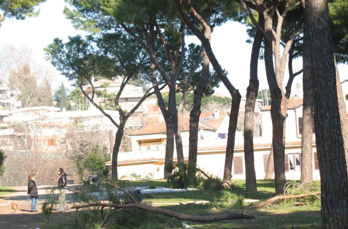 De pijnbomen van Rome – Zout Magazine
